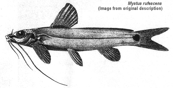 Mystus rufescens (Image from original description)