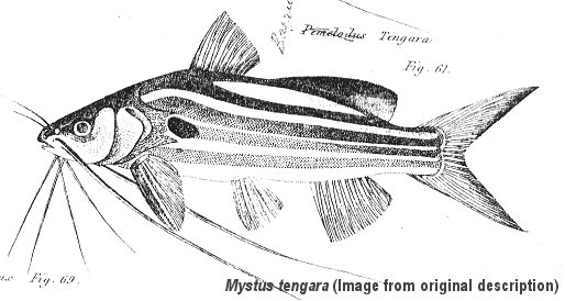 Mystus tengara (Image from original description)