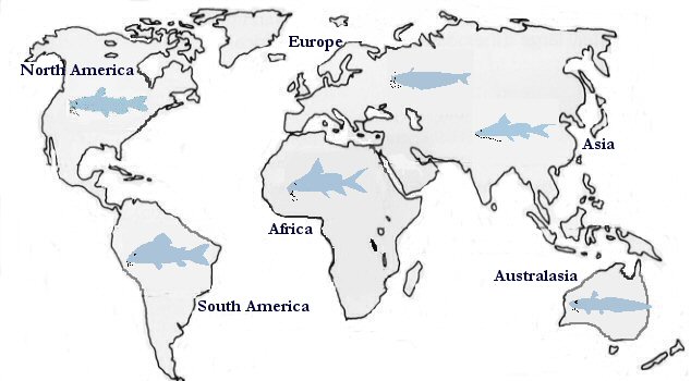 Catfishes of the World